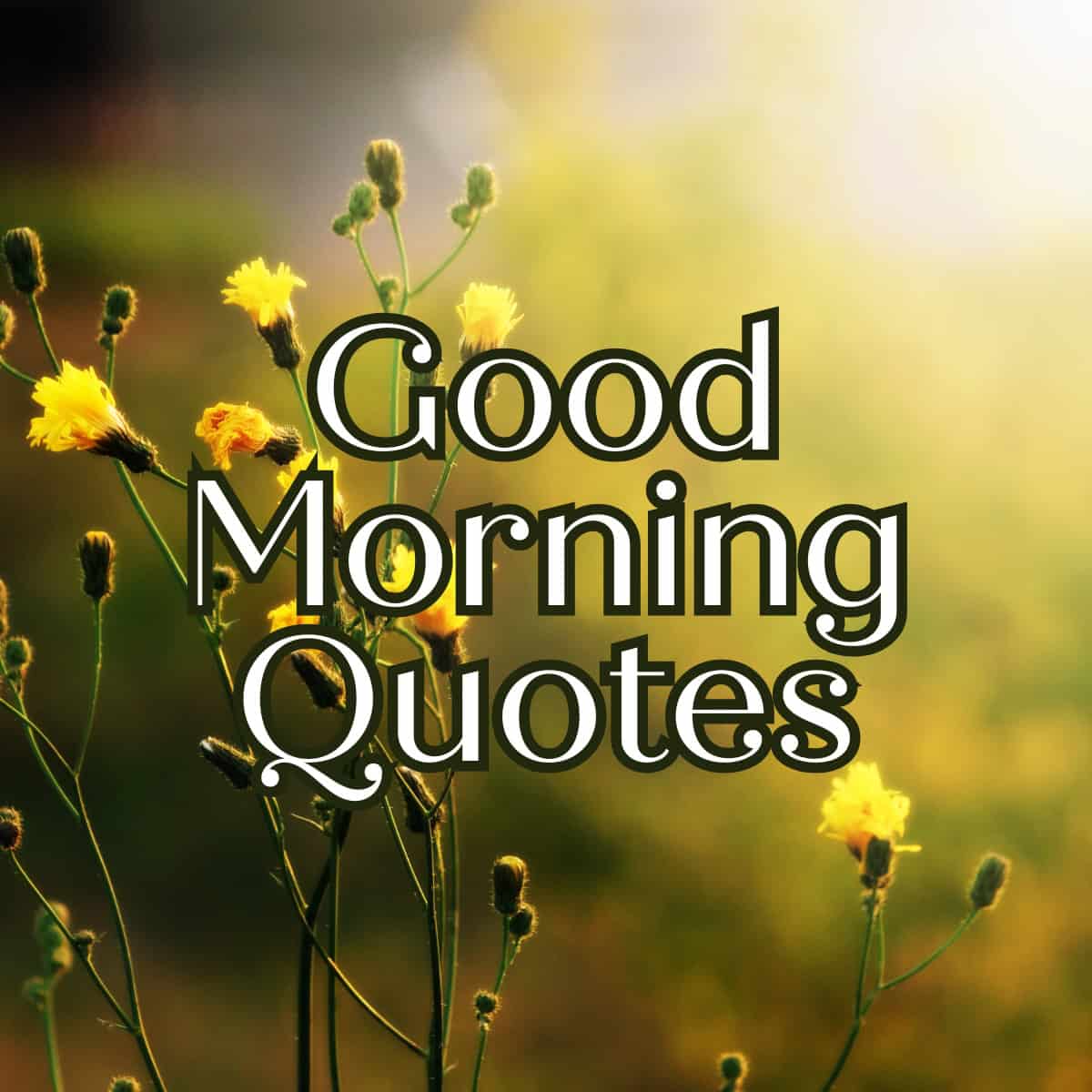 Good Morning Quotes - Fun Family Vibes